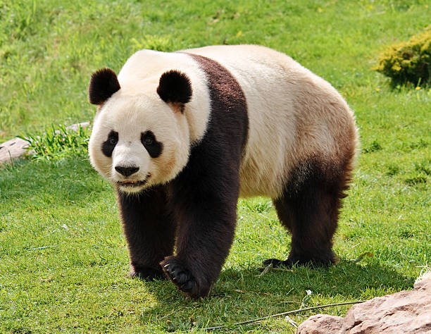 550+ Giant Panda Pictures | Download Free Images on Unsplash