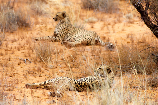 Cheetahs 따라 사구 크갈라가디 Transfontier 공원 남아프리카 공화국 0명에 대한 스톡 사진 및 기타 이미지