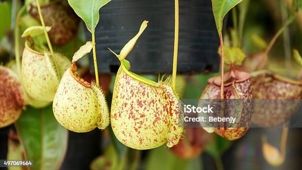 Nepenthes 열대 투수 비종교 및 원숭이 컵 0명에 대한 스톡 사진 및 기타 이미지 0명 2015년 고기 Istock