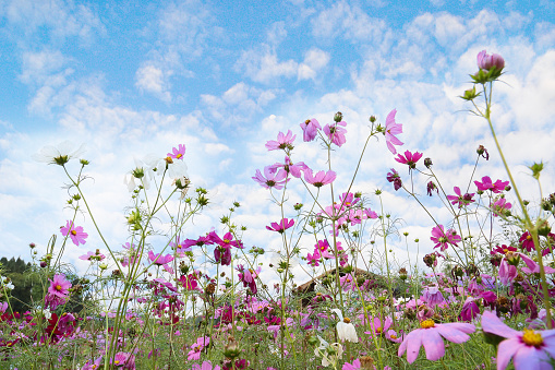 Coreopsis 국화에 대한 스톡 사진 및 기타 이미지 국화 기생초속 꽃 꽃의 구조 Istock