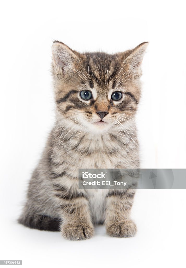 Cute Tabby Kitten Crying On White Stock Photo - Download Image Now ... Cute Tabby Kitten Crying On White Stock Photo - Download Image Now ...