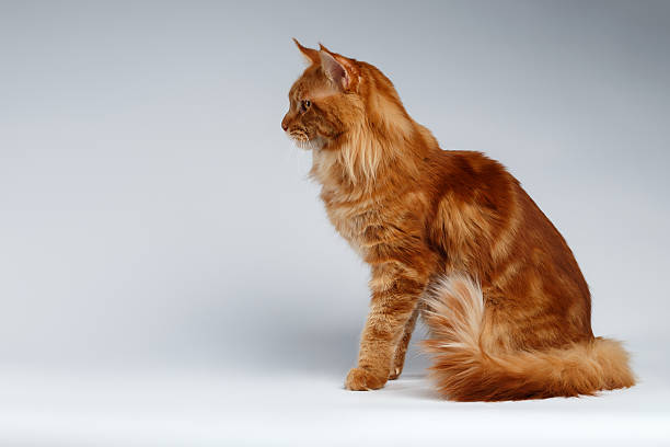 6 200 Gato Sentado Perfil Fotografías De Stock Fotos E Imágenes