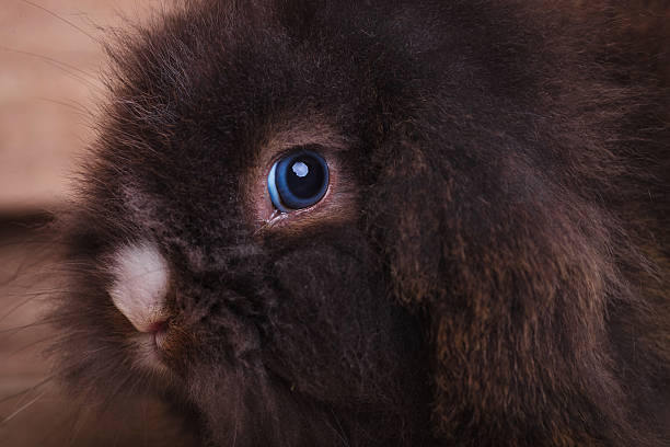 10,000+ Free Rabbit Lion & Lion Images - Pixabay