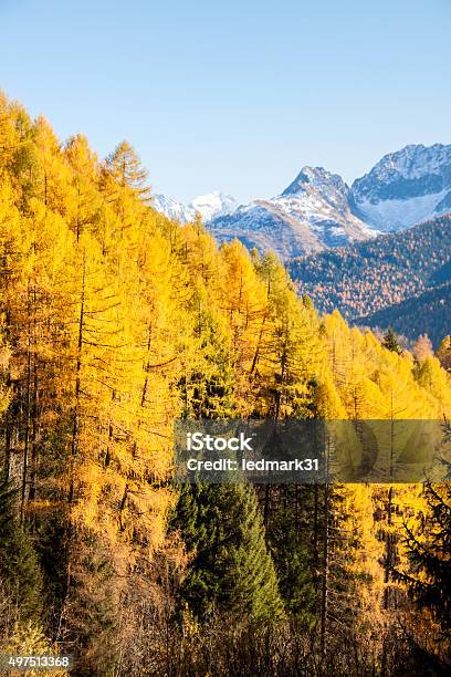 Autumnal 임산 표시됩니다 보랏빛의 있는 이탈리어어 알프스 산 0명에 대한 스톡 사진 및 기타 이미지 0명 2015년