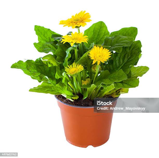 Blossoming 공장요 노란색 Gerbera 있는 흰색 바탕에 Flowerpot 0명에 대한 스톡 사진 및 기타 이미지
