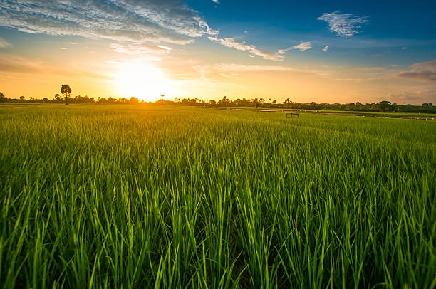 Rice Field Pictures [HD] | Download Free Images on Unsplash