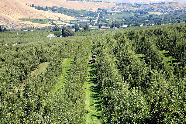 1,500+ Wenatchee Washington Stock Photos, Pictures & Royalty-Free ... 1,500+ Wenatchee Washington Stock Photos, Pictures & Royalty-Free ...