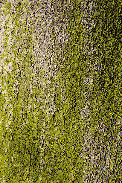 Tronco De Arbol Pictures | Download Free Images on Unsplash
