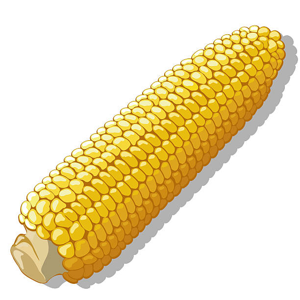 260 Corn On The Cob On White Stock Illustrations Royalty Free Vector Graphics And Clip Art Istock