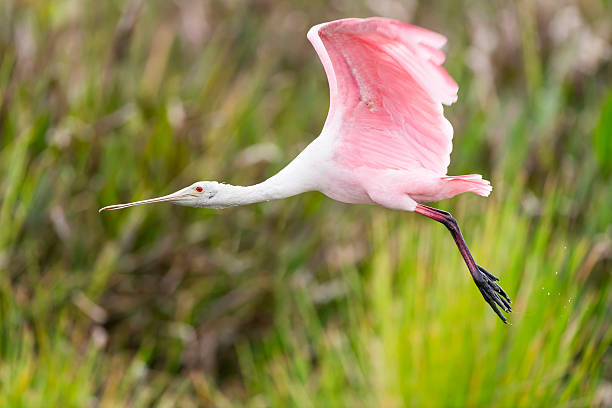 Free picture: spoonbills, flying