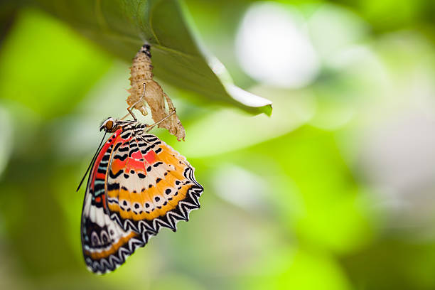 Free picture: Morpho butterfly on a cocoon, an endemic species to ...