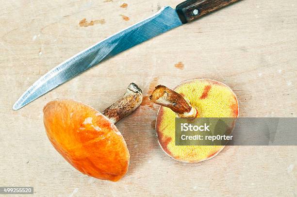 Jamur Foto Stok Unduh Gambar Sekarang 2015 Alam Boletus Istock
