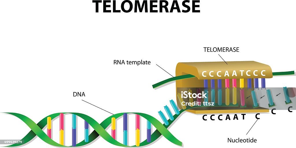 Vetores de Telomerase Alonga Telômero e mais imagens de Telomerase ... Vetores de Telomerase Alonga Telômero e mais imagens de Telomerase ...