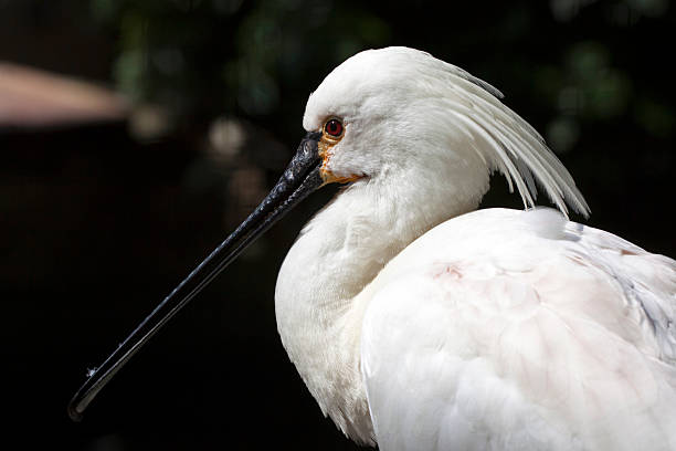 Free Stock Photo of White ibis bird with a long bill | Download Free ...