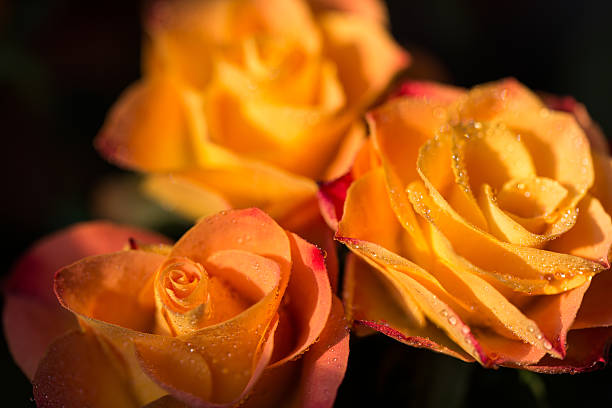Free Stock Photo of Deep red and yellow roses with water droplets ...