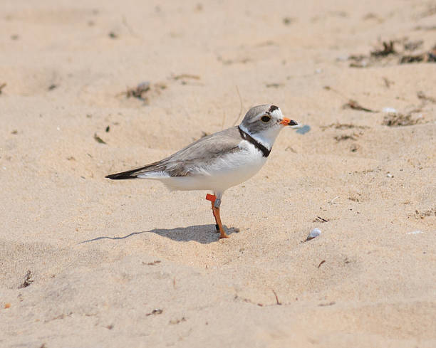 Bird Plover Ornithology - Free photo on Pixabay - Pixabay