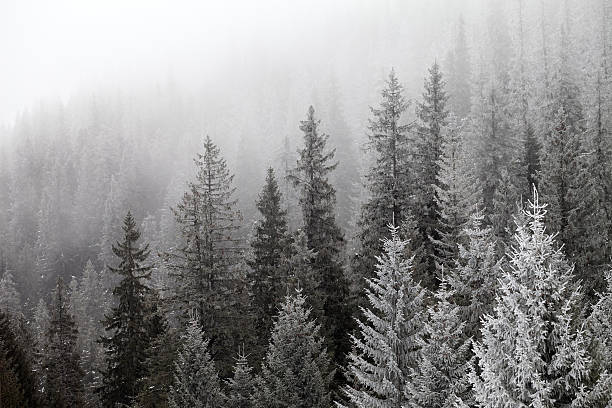 Free picture: cold, fog, snow, wood, tree, winter, landscape, sky, forest