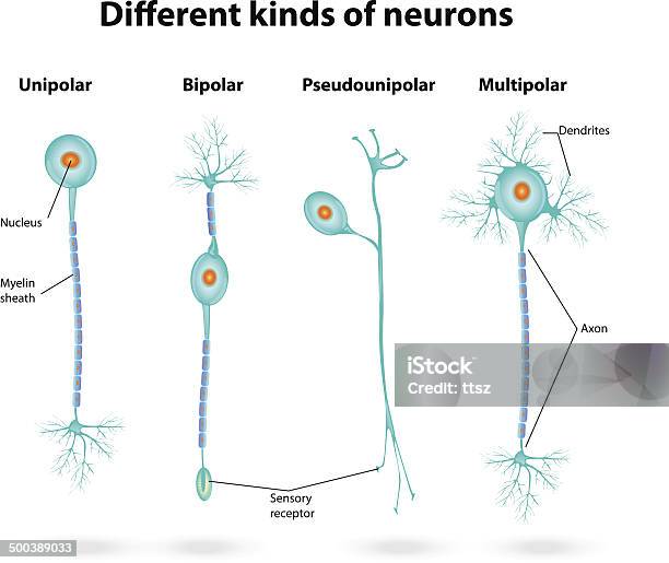 Berbagai Jenis Neuron Ilustrasi Stok - Unduh Gambar Sekarang - Akson ... Berbagai Jenis Neuron Ilustrasi Stok - Unduh Gambar Sekarang - Akson ...
