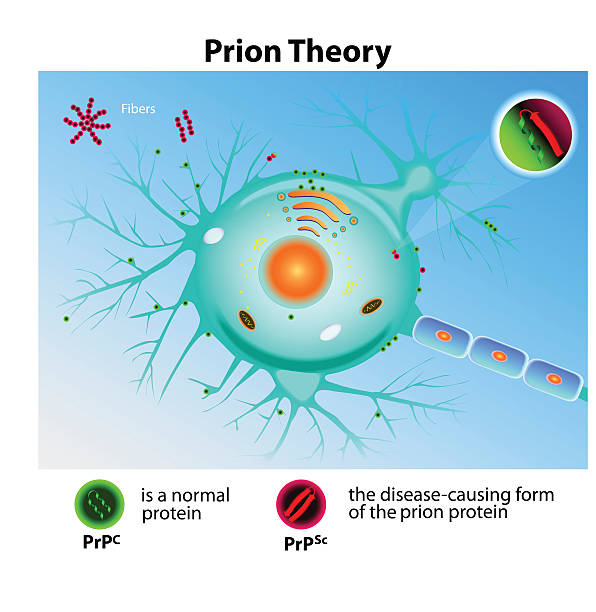 10+ Prion Disease Illustrations, Royalty-Free Vector Graphics & Clip ... 10+ Prion Disease Illustrations, Royalty-Free Vector Graphics & Clip ...