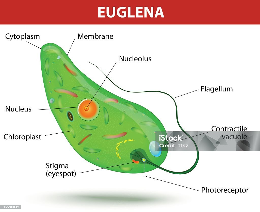 Structure Of A Euglena Anatomy Of A Euglena Euglena Freshwater Porn Sex Picture