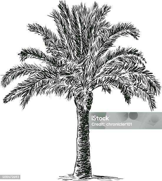 Palm Tree向量圖形及更多椰棗樹圖片 椰棗樹 圖畫 藝術品 棕櫚樹 Istock