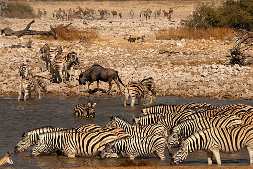 Zebra 가축떼 At Okaukuejo 워터홀 에토샤 국립 공원 나미비아 0명에 대한 스톡 사진 및 기타 이미지 0명