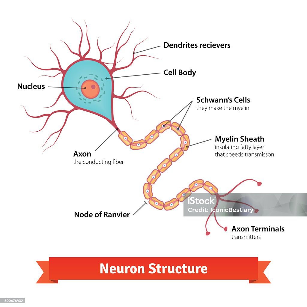 Brain Neuron Cell Diagram Stock Illustration - Download Image Now ... Brain Neuron Cell Diagram Stock Illustration - Download Image Now ...