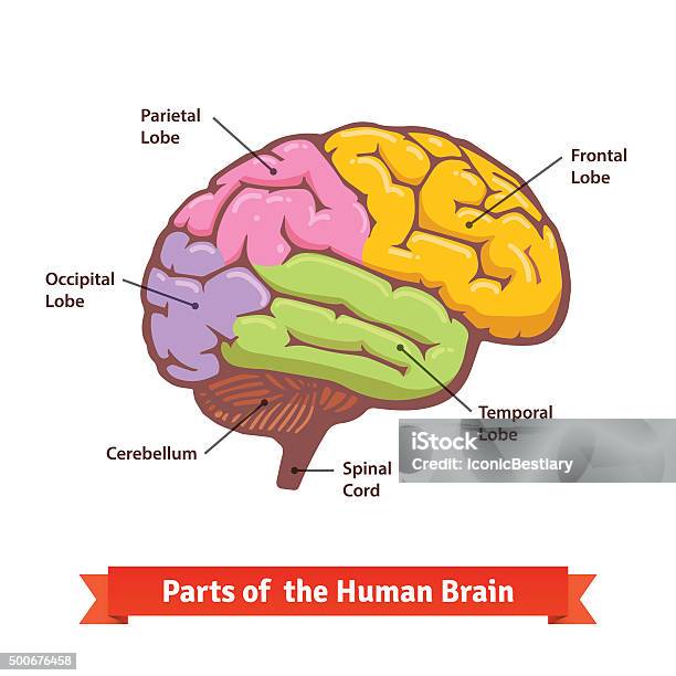 Brain Images Labeled