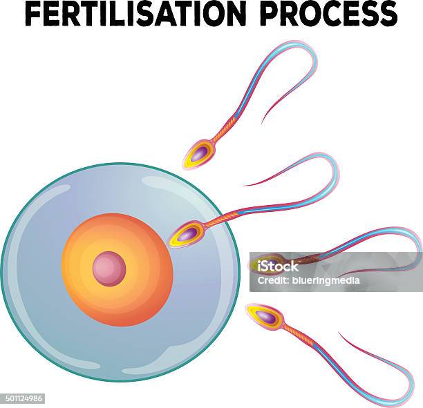 Vetores De Diagrama De Processo De Fertilização E Mais Imagens De