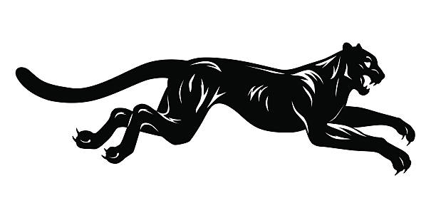 10 Black Panther Running Stock Illustrations Royalty Free Vector Graphics And Clip Art Istock
