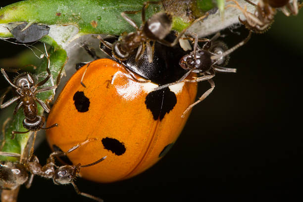 Ant Ladybug Insect - Free photo on Pixabay