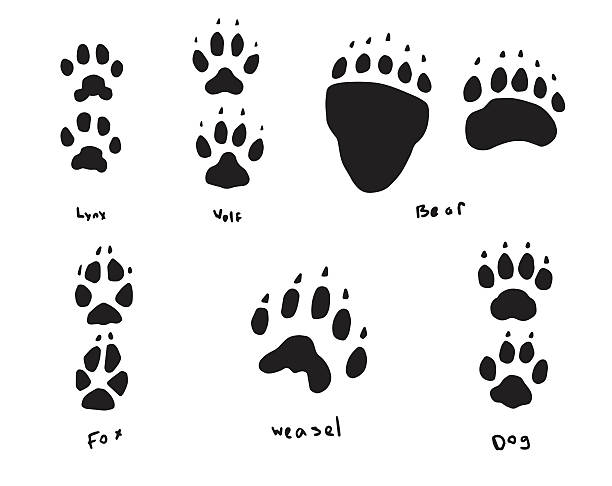 70 Bobcat Tracks Stock Illustrations Royalty Free Vector Graphics And Clip Art Istock