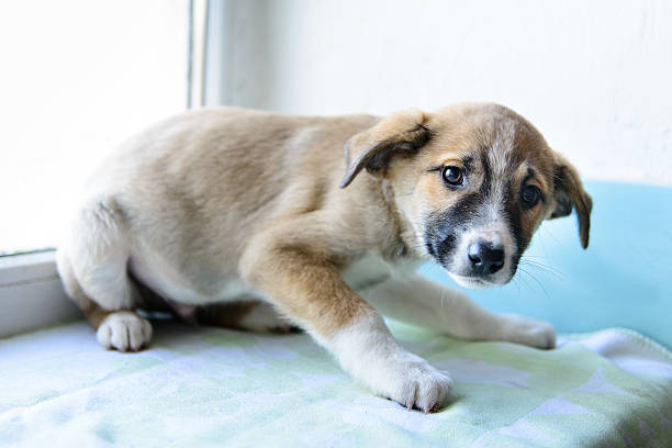 Scared Dog Pictures | Download Free Images on Unsplash
