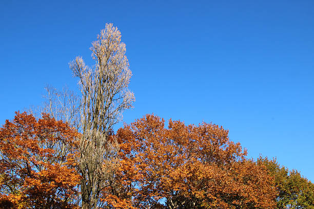 Free picture: Largeleaf linden (Tilia platyphyllos) tree blossoming ...