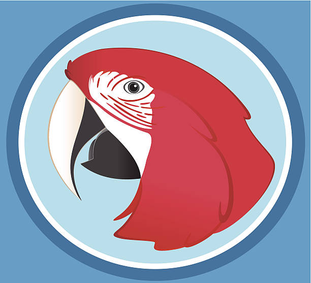 760+ Talking Parrot Stock Illustrations, Royalty-Free Vector Graphics ... 760+ Talking Parrot Stock Illustrations, Royalty-Free Vector Graphics ...
