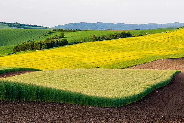 Free picture: farmland, farmhouse, rapeseed, landscape, agriculture ...