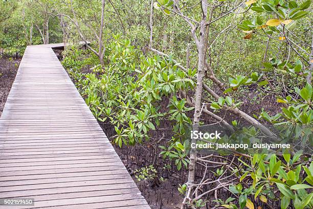 Hutan Mangrove Foto Stok Unduh Gambar Sekarang Akar Bagian