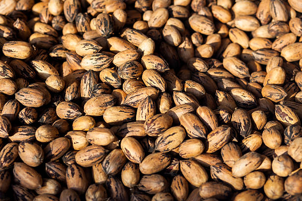 Pekanuesse Nuts Walnut Family - Free photo on Pixabay