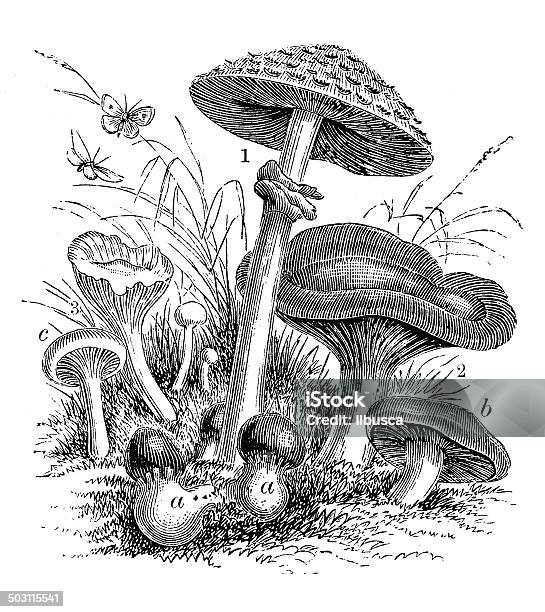Ilustrasi Antik Jamur Agark Ilustrasi Stok Unduh Gambar Sekarang