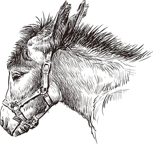 [90] Donkey ears Clipart Vector PNG , SVG, EPS, PSD, AI
