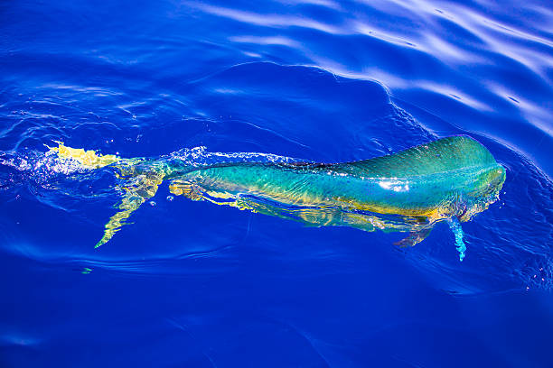 Dorado Pictures | Download Free Images on Unsplash