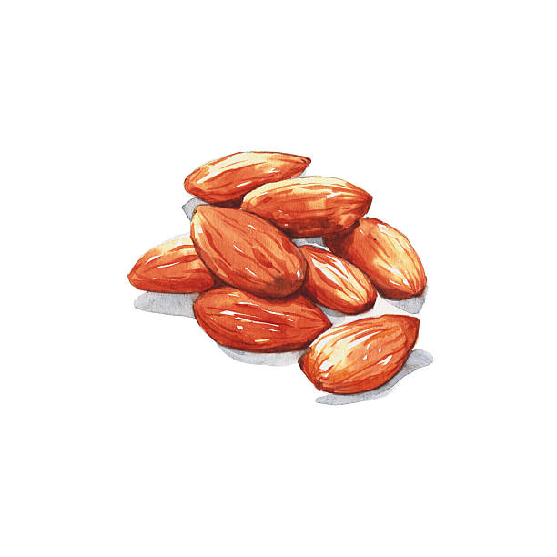 17 200 Almonds Illustration Stock Illustrations Royalty Free Vector
