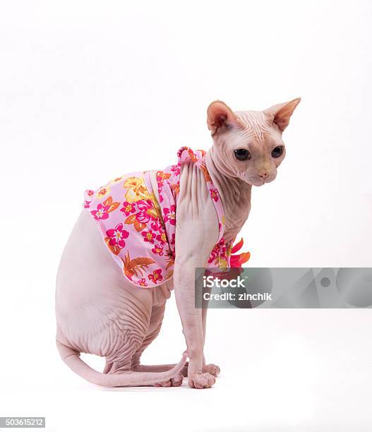 Sphynx 자본가 In Pink 정장용 흰색 배경의 스핑크스헤어리스캣에 대한 스톡 사진 및 기타 이미지 스핑크스헤어리스캣