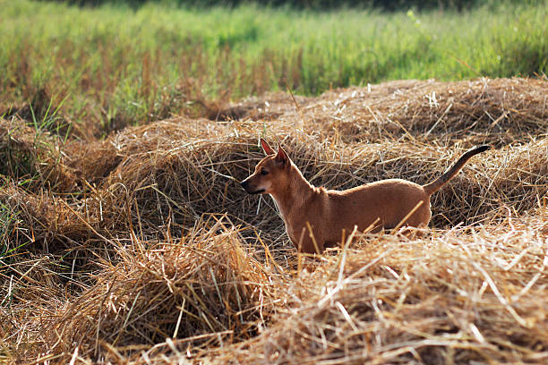 Free picture: adorable, dog, puppy, sleeping, straw, cute, pet, canine ...