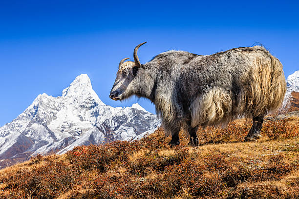 30k+ Yak Pictures | Download Free Images on Unsplash