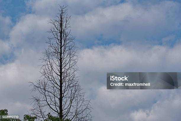 Leafless 로세아 흐린 스카이 배경기술 0명에 대한 스톡 사진 및 기타 이미지 0명 가을 건조한 Istock