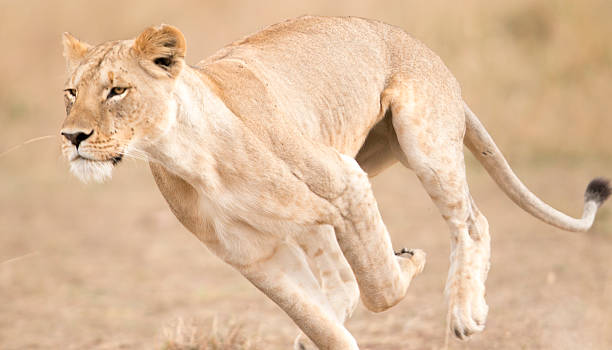 Lion Running Pictures | Download Free Images on Unsplash