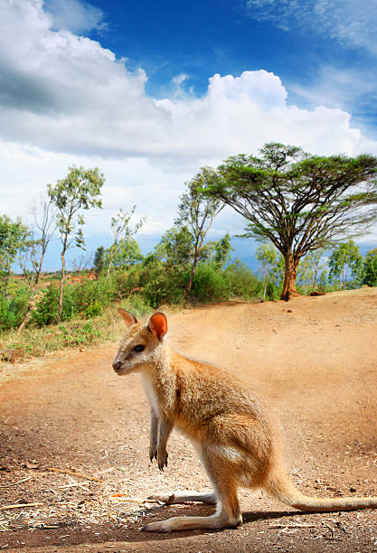 Free Stock Photo of Small Kangaroo Standing in Grass Field | Download ...
