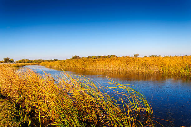 Free picture: Swamp with reed grass in October autumn season