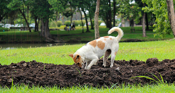 Dog Digging Pictures | Download Free Images on Unsplash